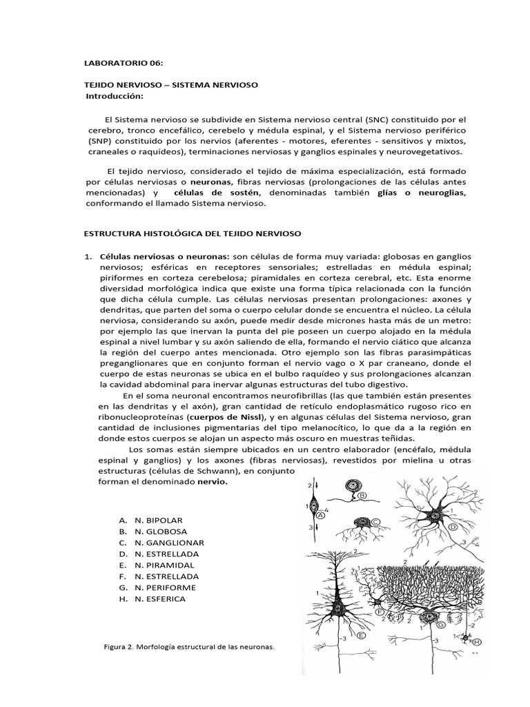 LABHISTO-06 - Tejido y Sistema Nervioso | PDF | Nervio | Sistema nervioso
