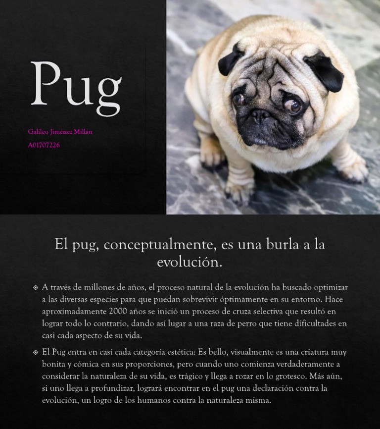 Pug | PDF