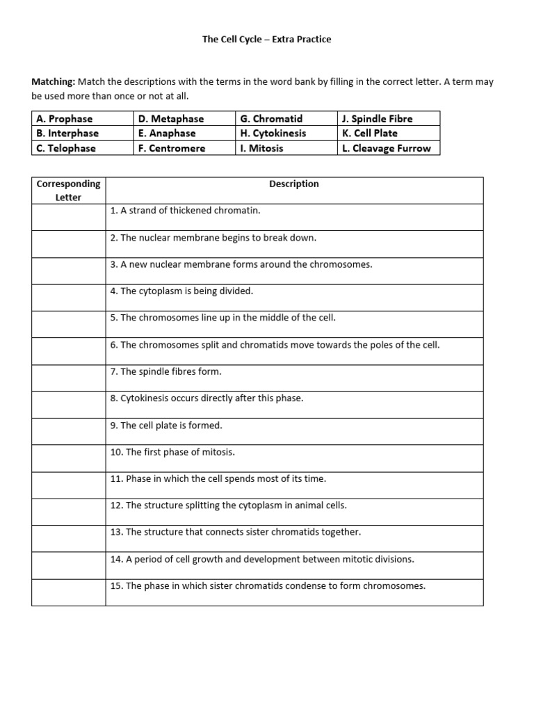 Extra Practice Cell Cycle | Download Free PDF | Mitosis | Chromosome