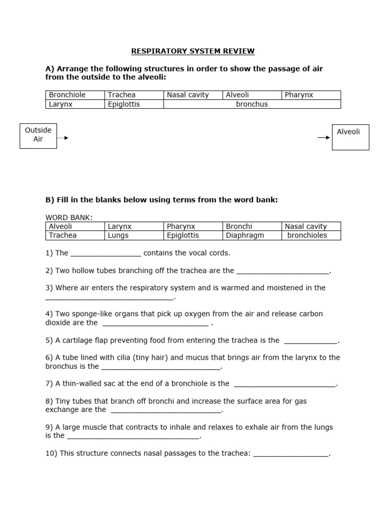 Respiratory System Study Guide | PDF | Respiratory Tract | Respiratory ...