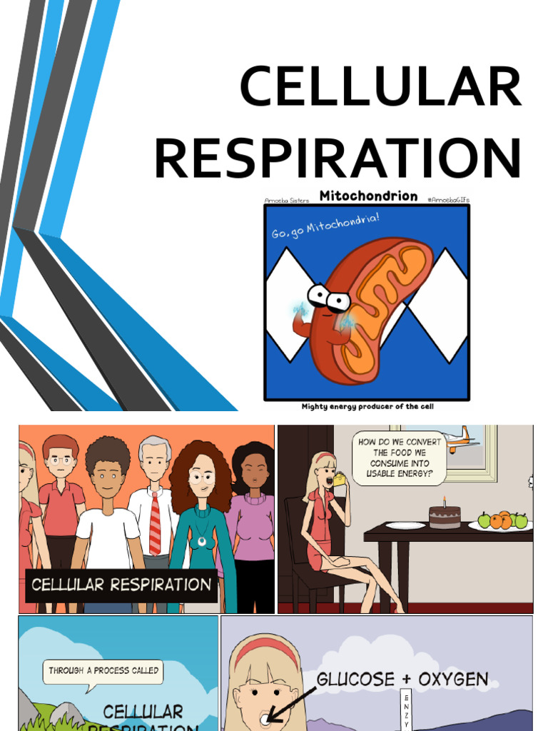 Cellular Respiration Notes | PDF | Cellular Respiration | Electron ...