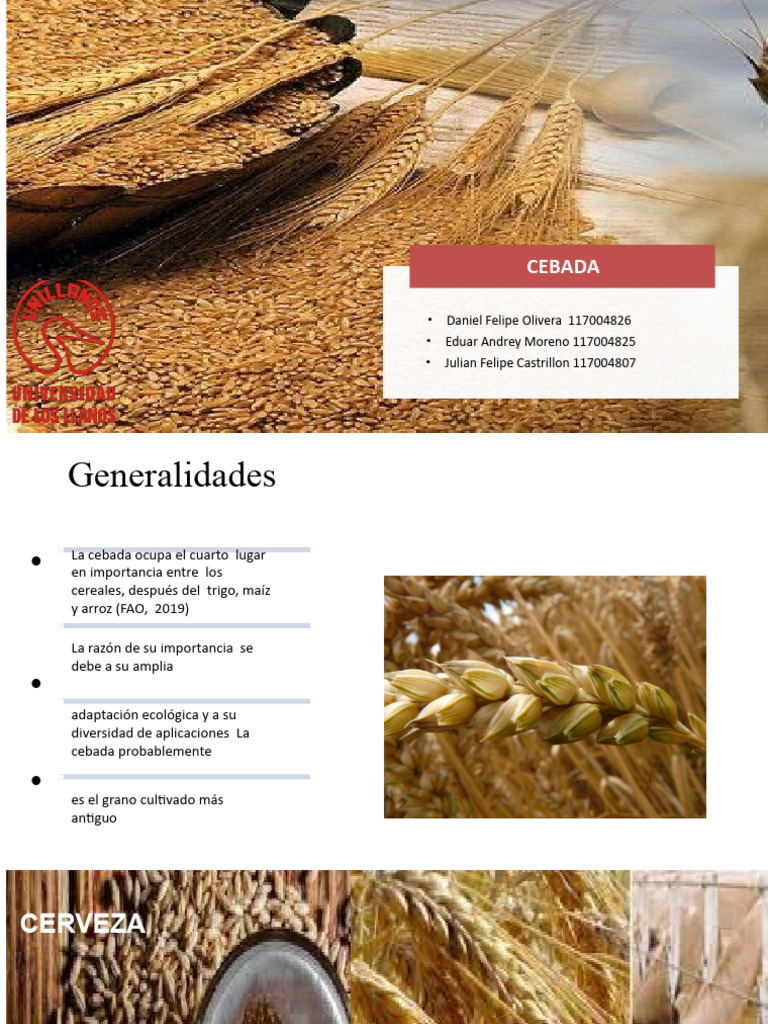 Diapositivas-Cebada 2 | PDF | Cebada | Malta