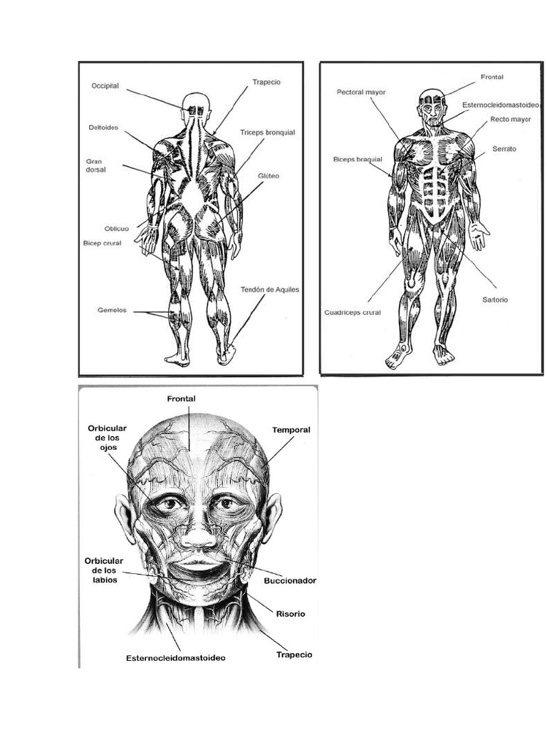 Musculos Pdf