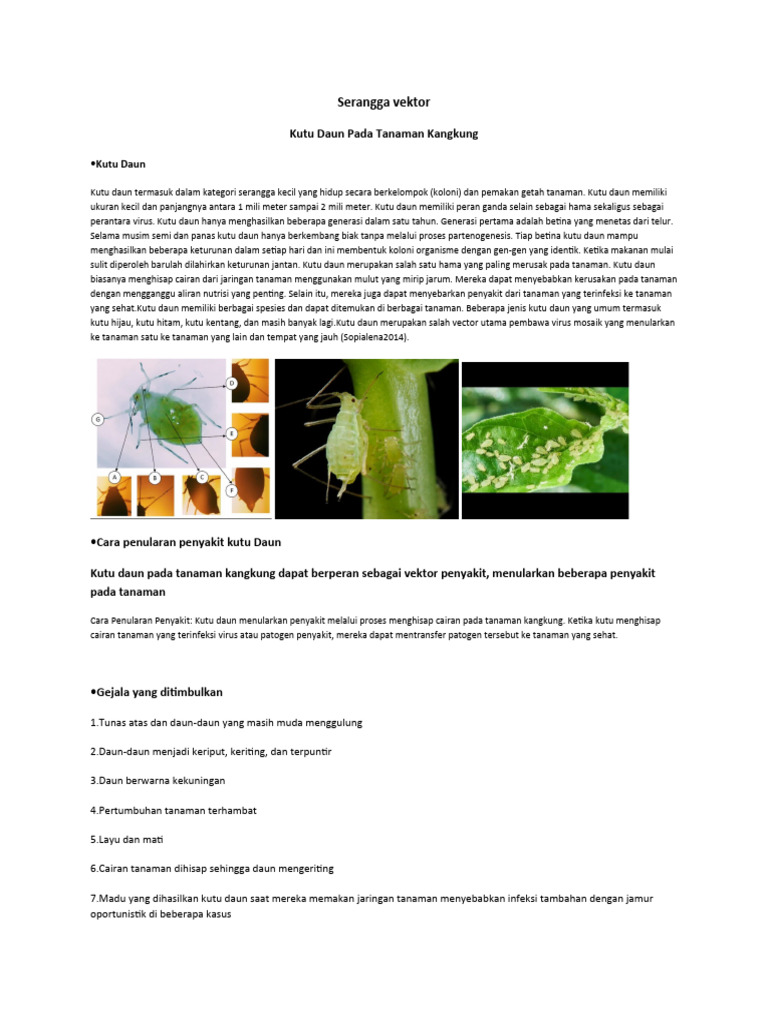 Kutu Daun: Hama dan Vektor Penyakit Kangkung | PDF | Griya & Taman | Sains & Matematika