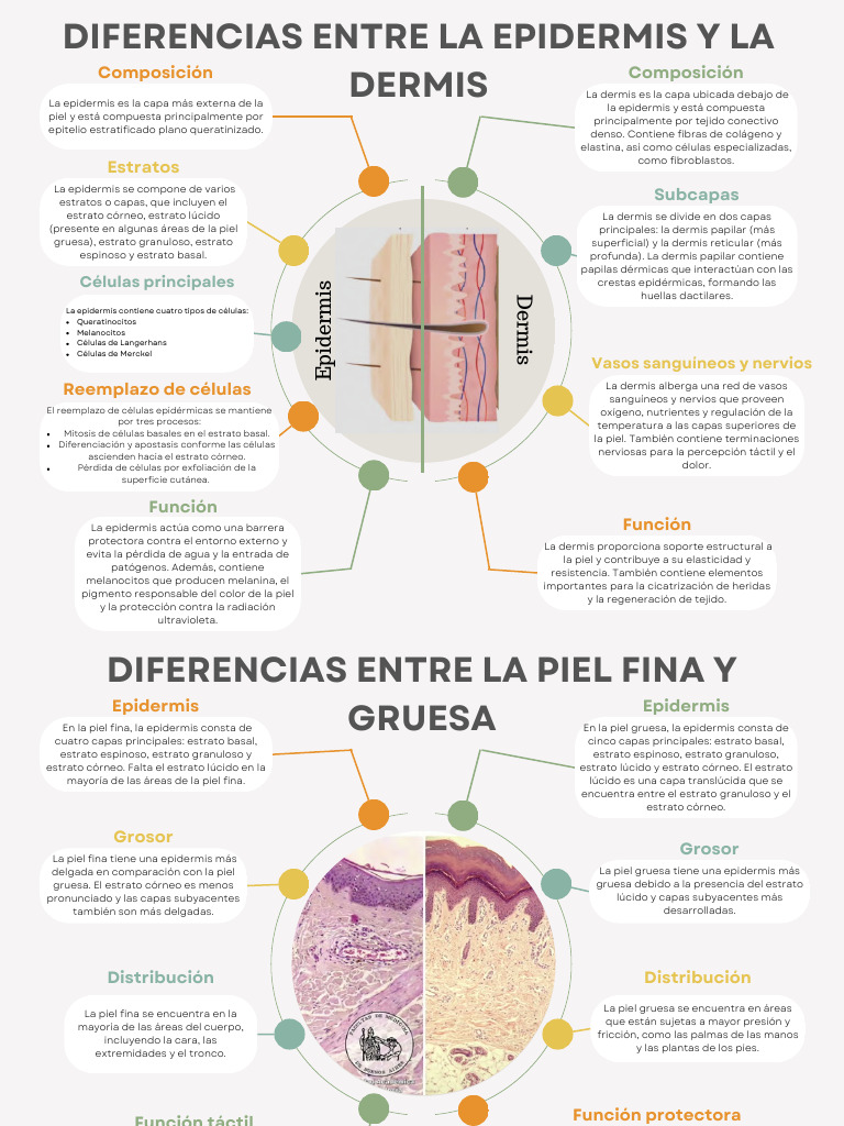 Diferencias Entre La Epidermis y Dermis Piel Fina y Piel Gruesa | PDF ... Diferencias Entre La Epidermis y Dermis Piel Fina y Piel Gruesa | PDF ...