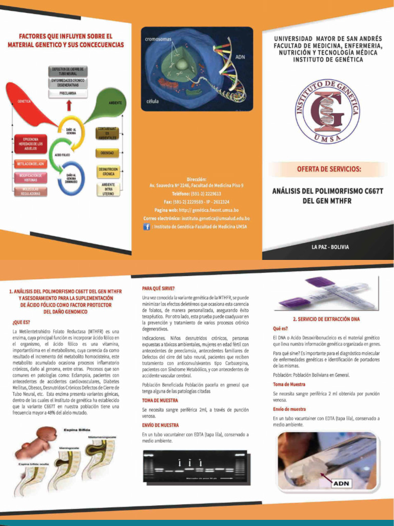 Tripticos Genetica | PDF