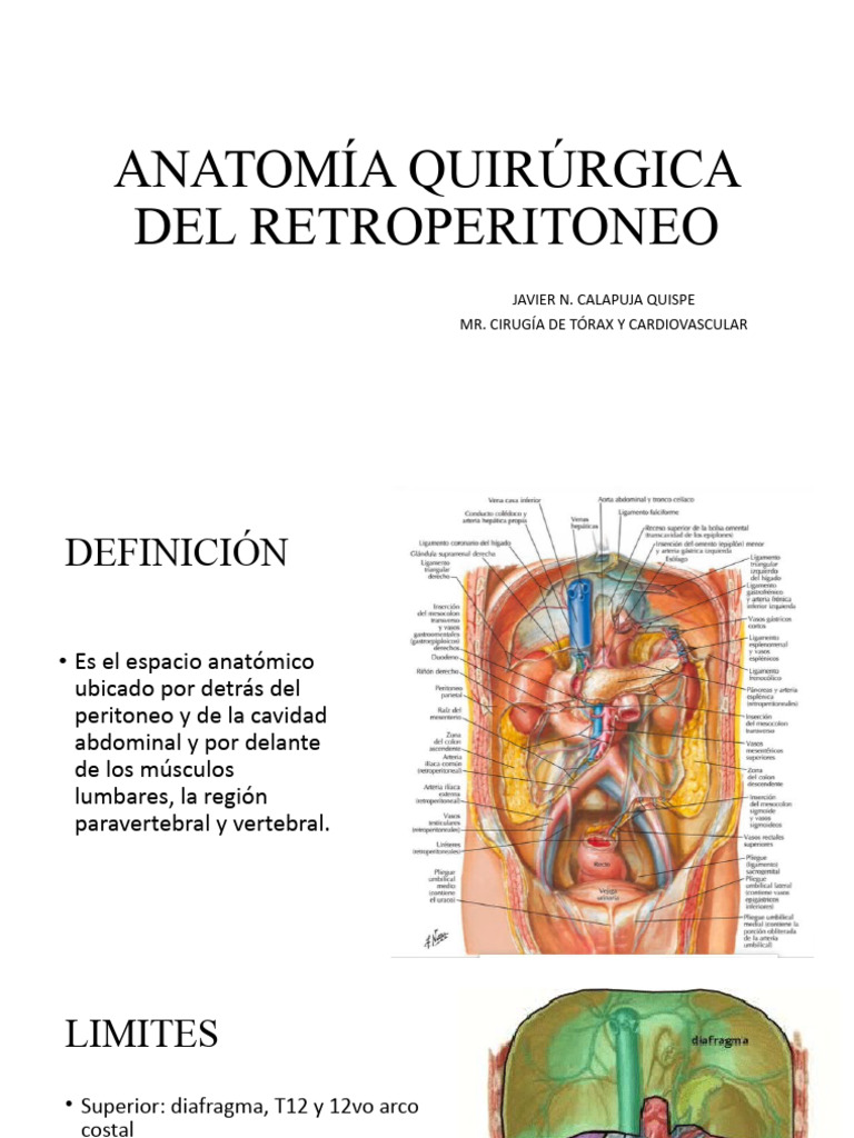 Anatomía del Retroperitoneo Quirúrgico | PDF | Abdomen | Anatomía