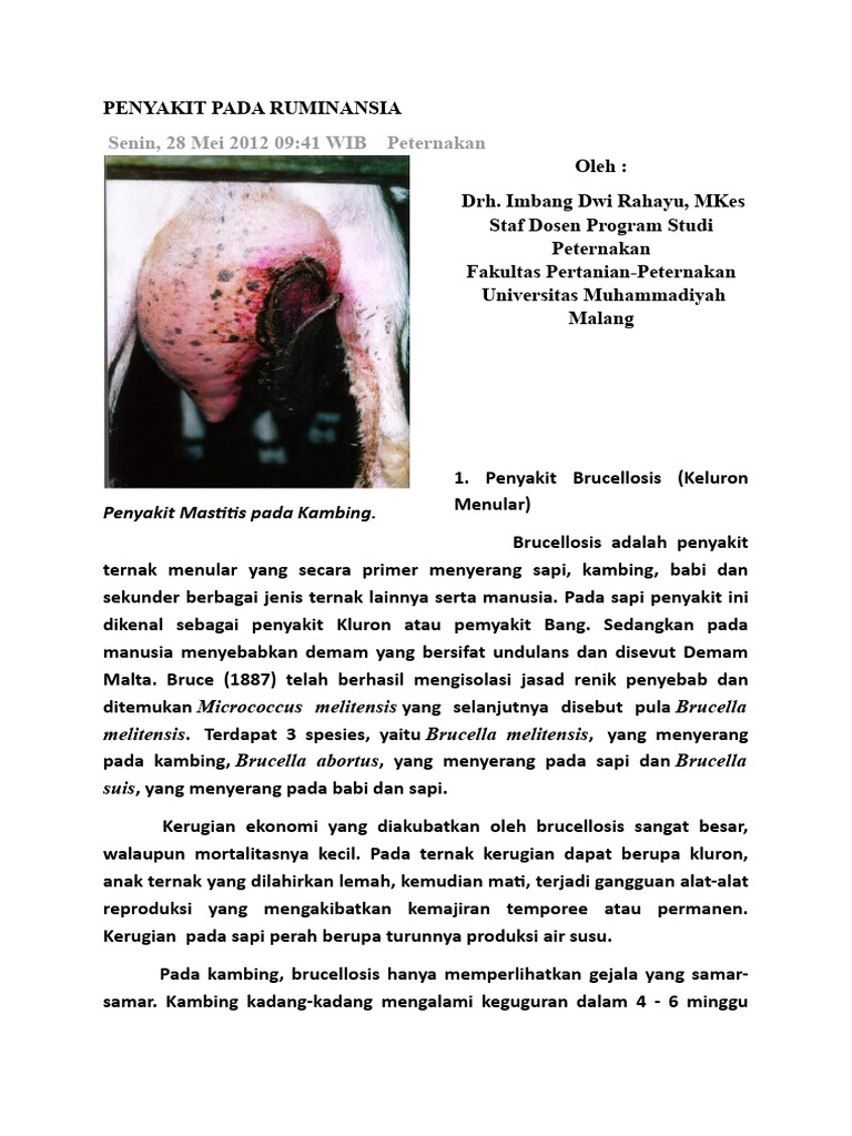 Penyakit Ruminansia: Brucellosis & Mastitis | PDF