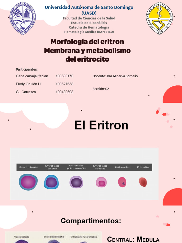 Morfología Del Eritron Grupo #4 | Descargar gratis PDF | Glóbulo rojo ...