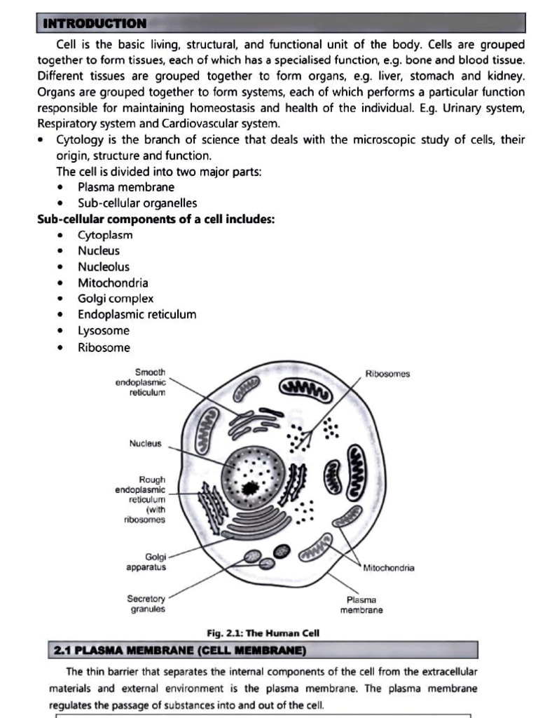 The Cell | PDF | Cell Signaling | Mitosis