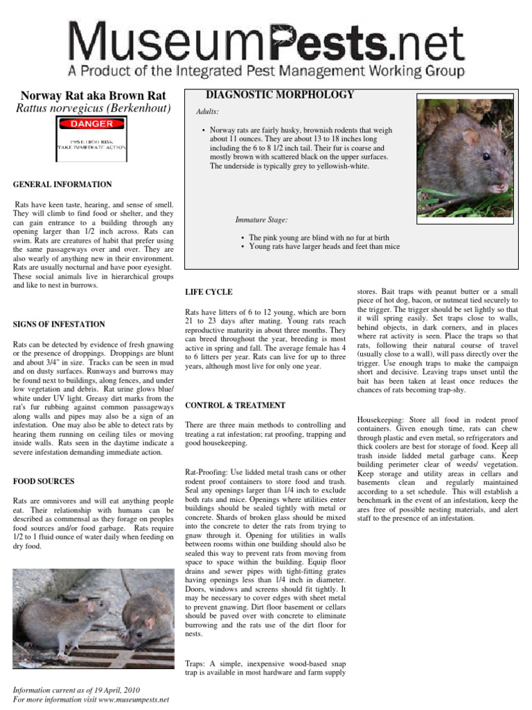 Norway Rat Aka Brown Rat | PDF | Basement | Rodent