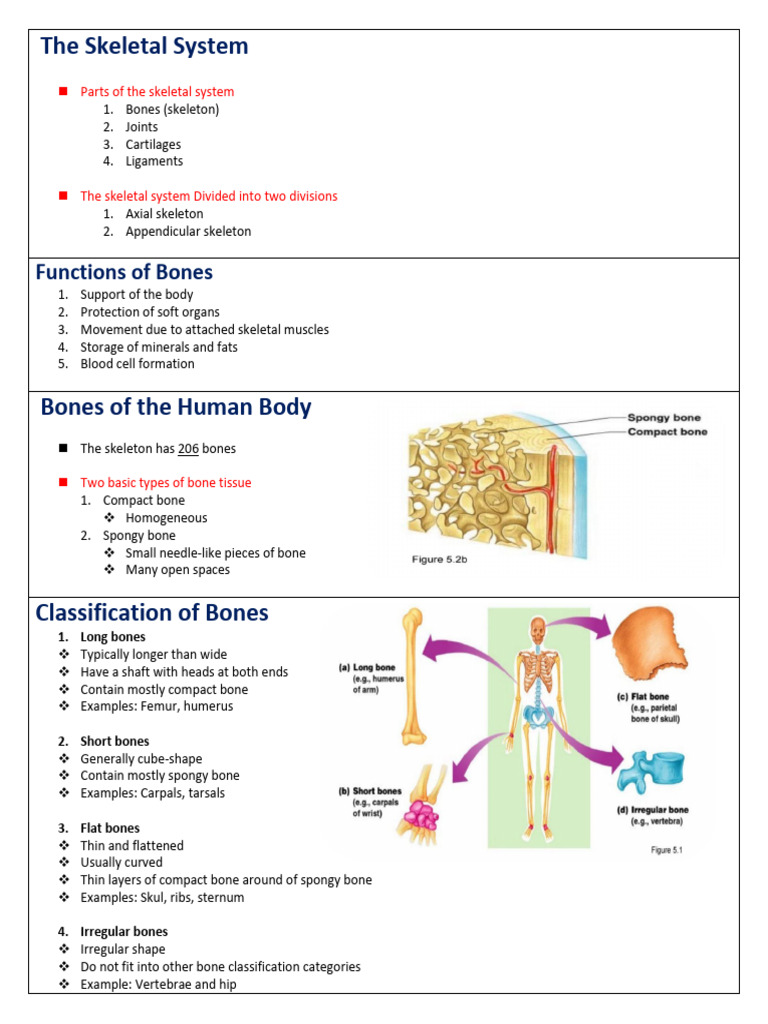 Lecture - 3 The Skeletal System | Download Free PDF | Skeleton | Bone