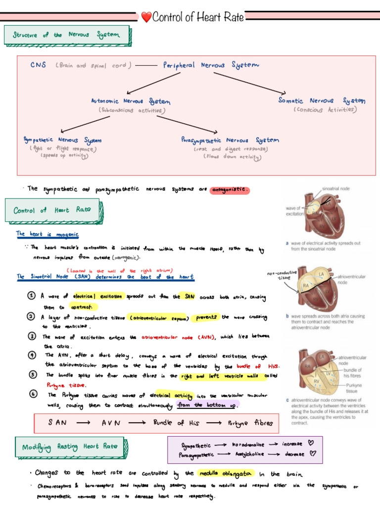 Heart Rate Control Explained | PDF | Heart | Nervous System