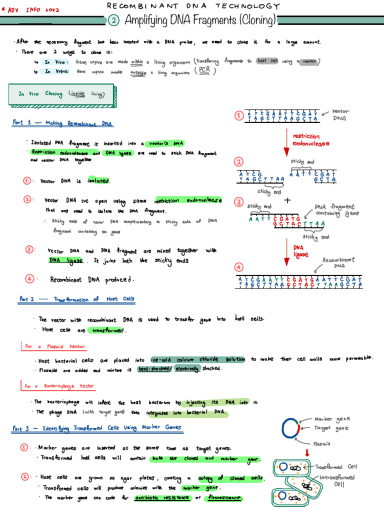 Amplifying DNA Fragments - FactRecall | PDF | Primer (Molecular Biology ...