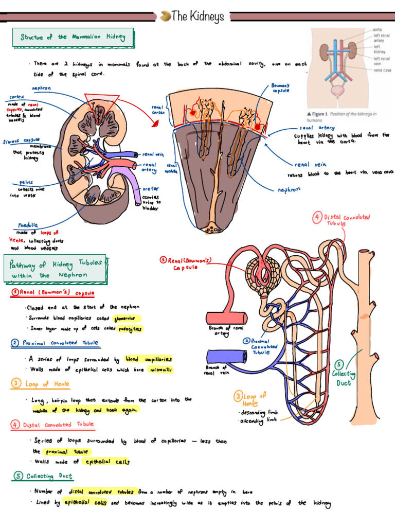 Kidneys - FactRecall | PDF | Kidney | Anatomy