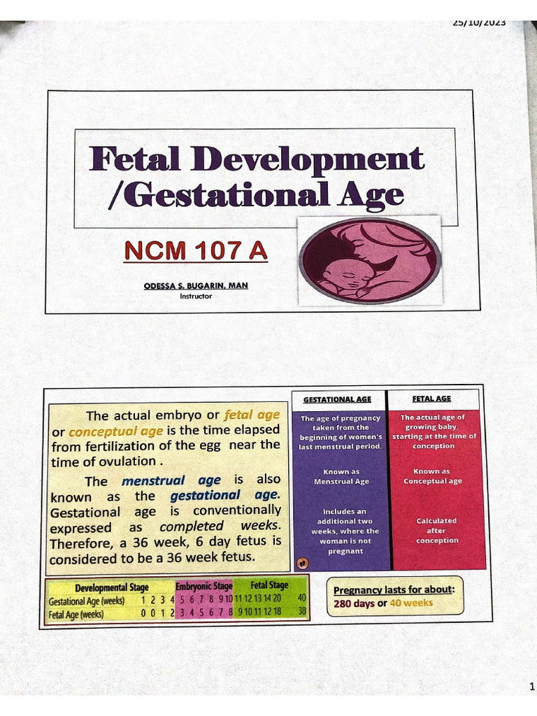 Fetal Development | PDF