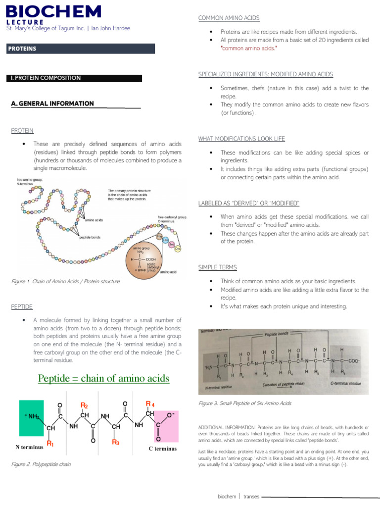 Proteins Transes | PDF | Amino Acid | Proteins