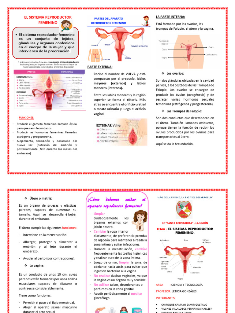 Triptico Aparato Reproductor | PDF | Sistema reproductivo | Vagina