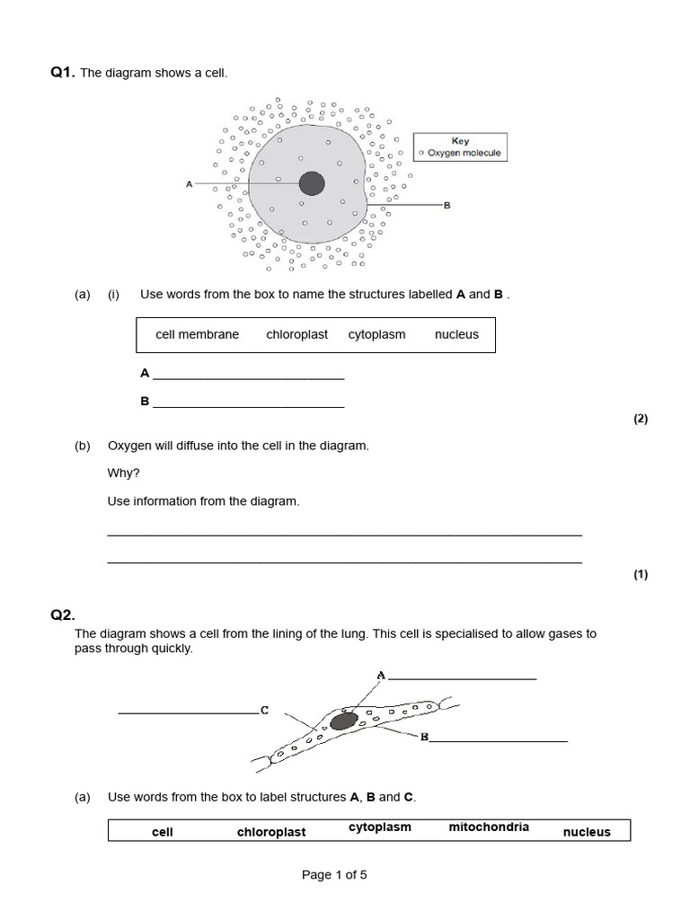 Cell Biology Diffusion Exam Questions | PDF | Cell (Biology) | Chloroplast