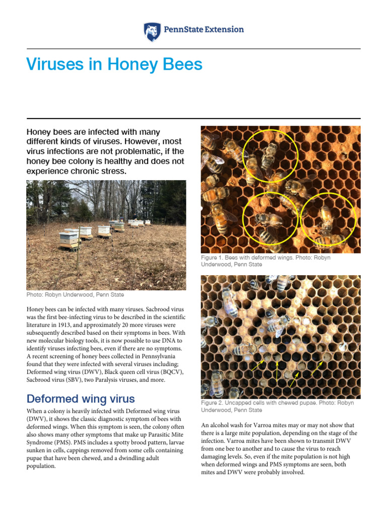 Viruses in Honey Bees | PDF | Honey Bee | Beekeeping