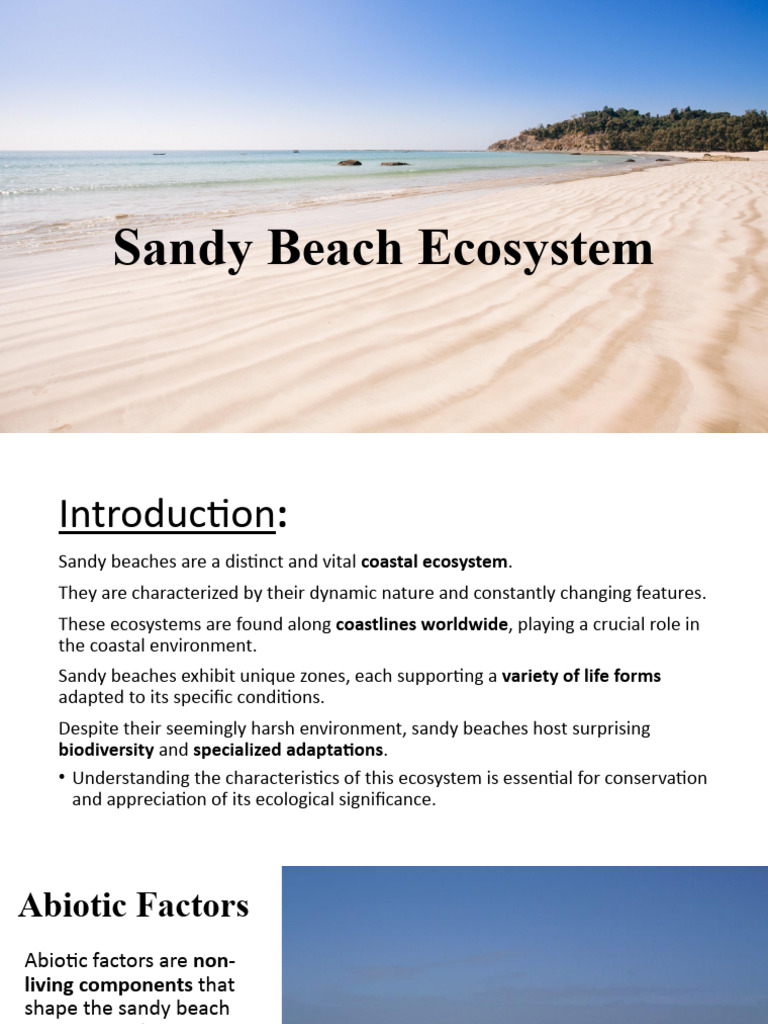 Sandy Beach Ecosystem (Final Ver.) | PDF | Ecosystem | Beach
