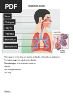 Understanding the Respiratory System | PDF