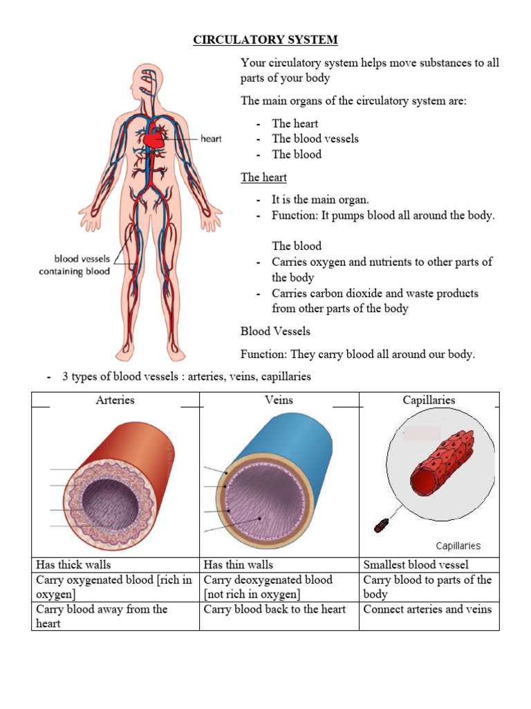 Circulatory System | PDF