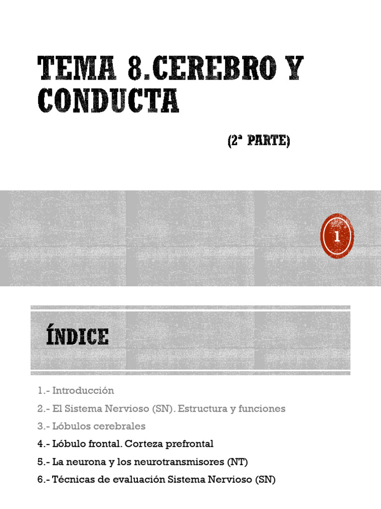 Tema 8 (Parte II) | PDF | Sinapsis | Mielina