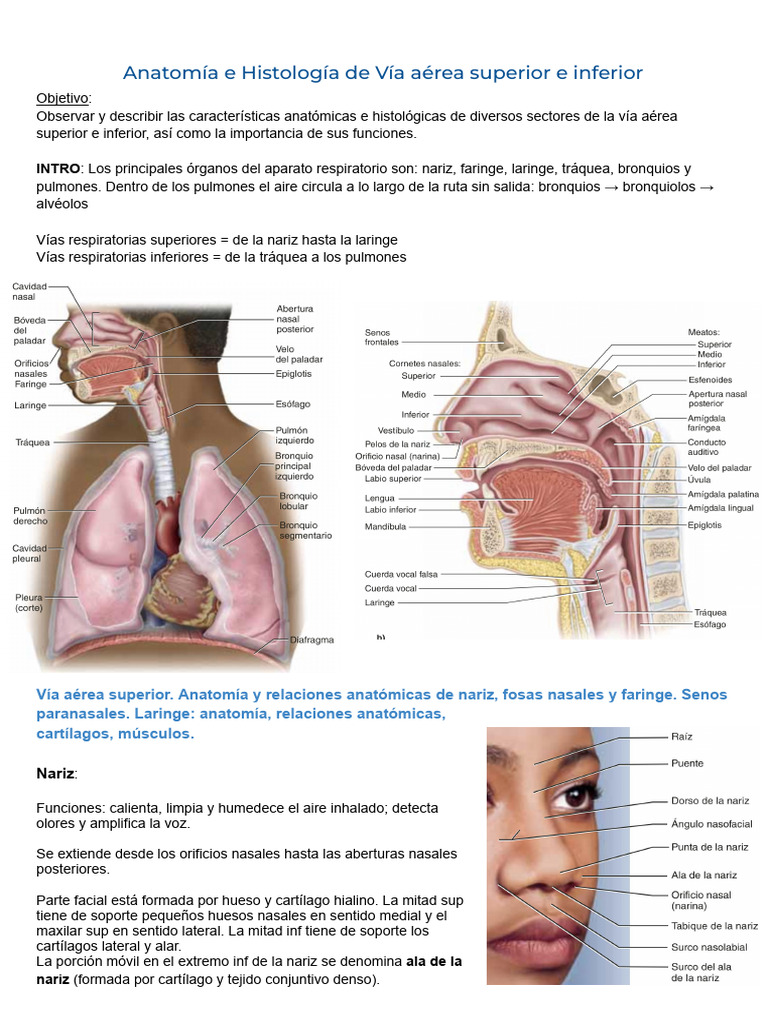 Anatomía e Histología de Vía Aérea Superior e Inferior | PDF | Laringe | Nariz humana