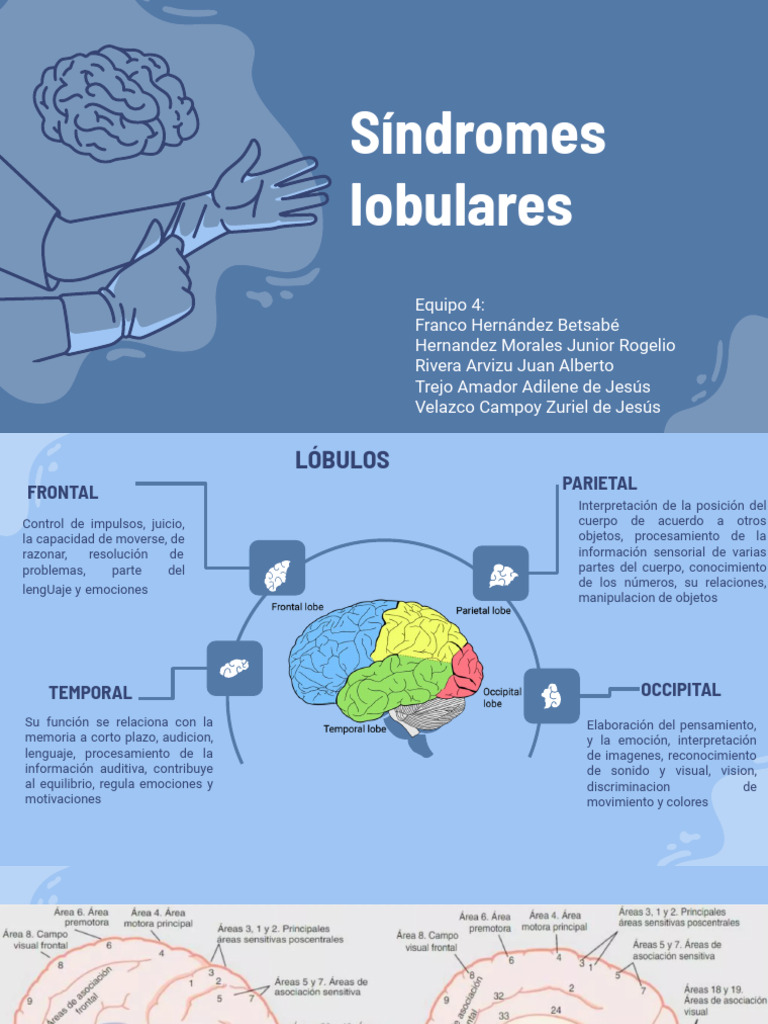 Trastornos y Sindromes Lobulares | PDF | Lóbulo temporal | Cerebro