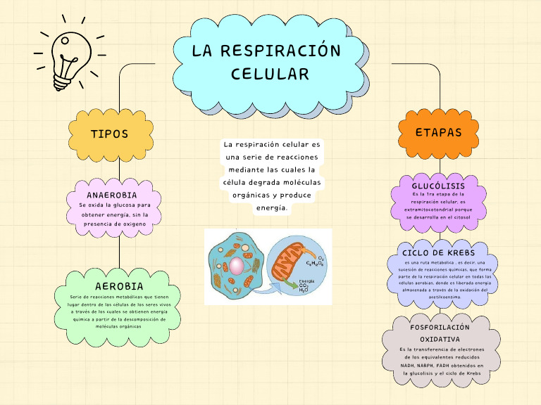 Etapas De La Respiración Celular Pdf Respiración Celular Dieta Y
