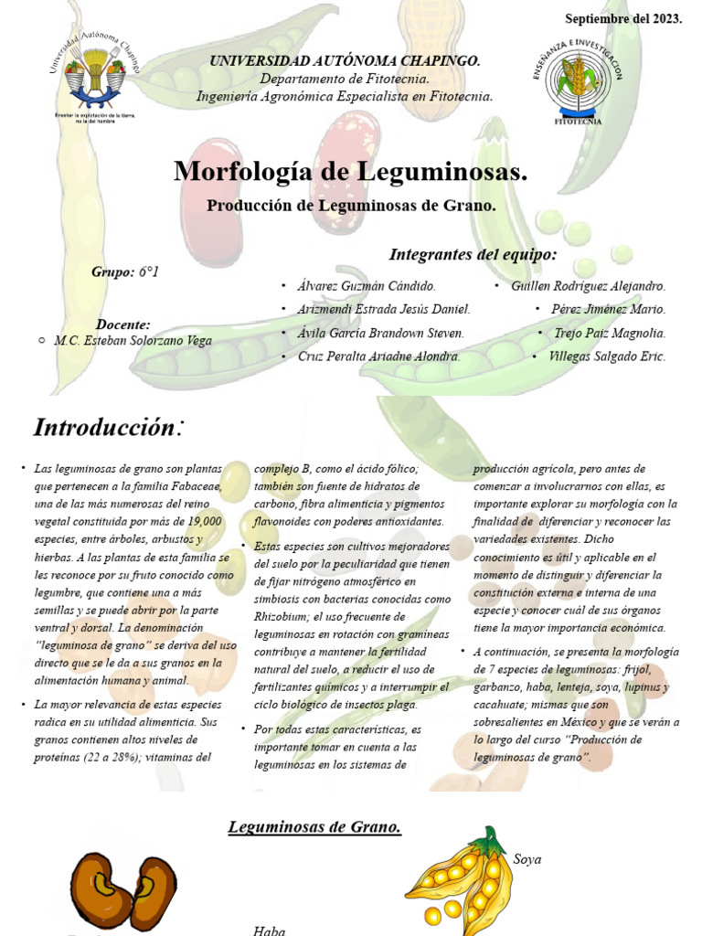 Morfología de Leguminosas | PDF | Tallo de la planta | Hoja