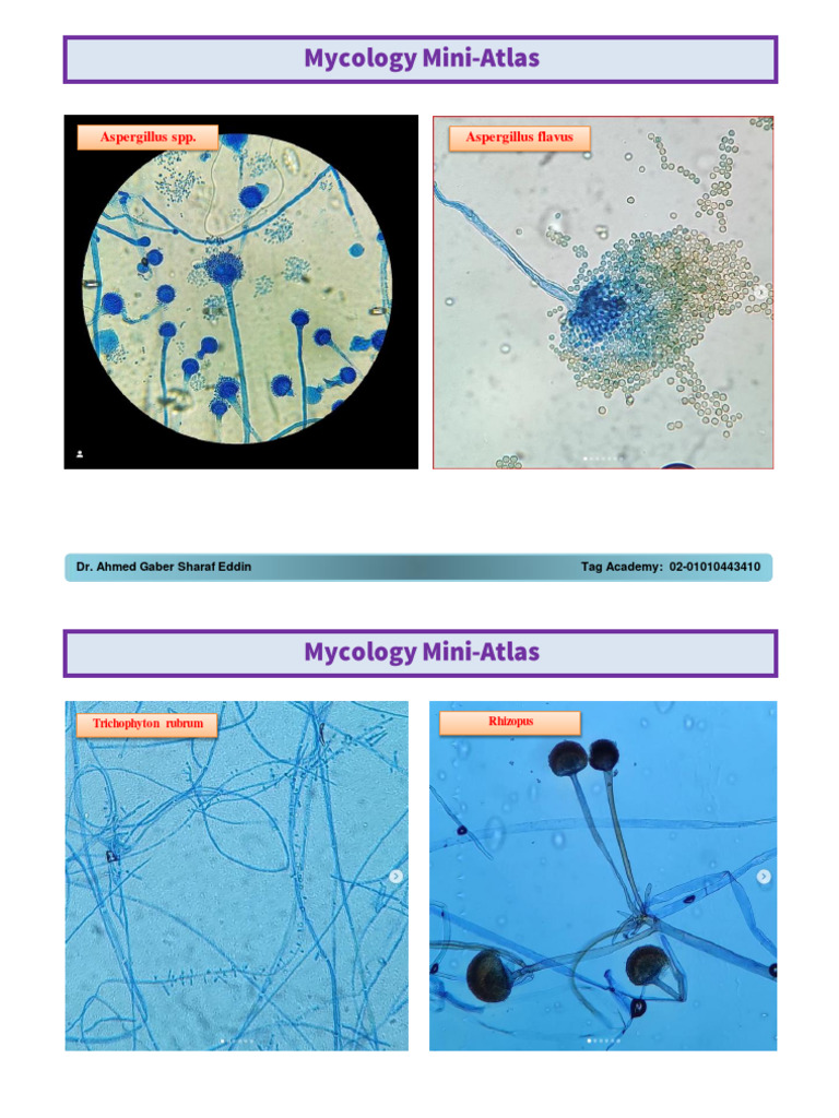 Mycology Mini-Atlas | PDF | Wellness