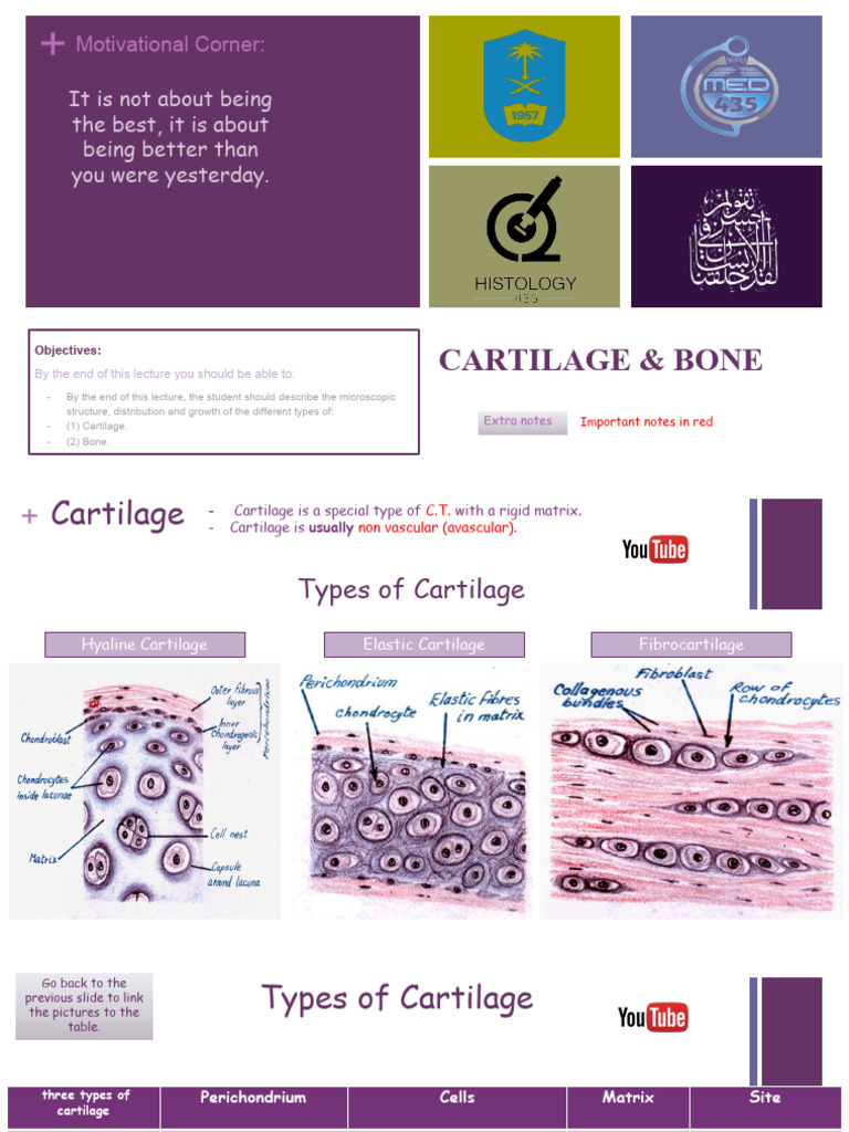Cartilage and Bone: Structure and Growth | PDF | Bone | Osteoblast