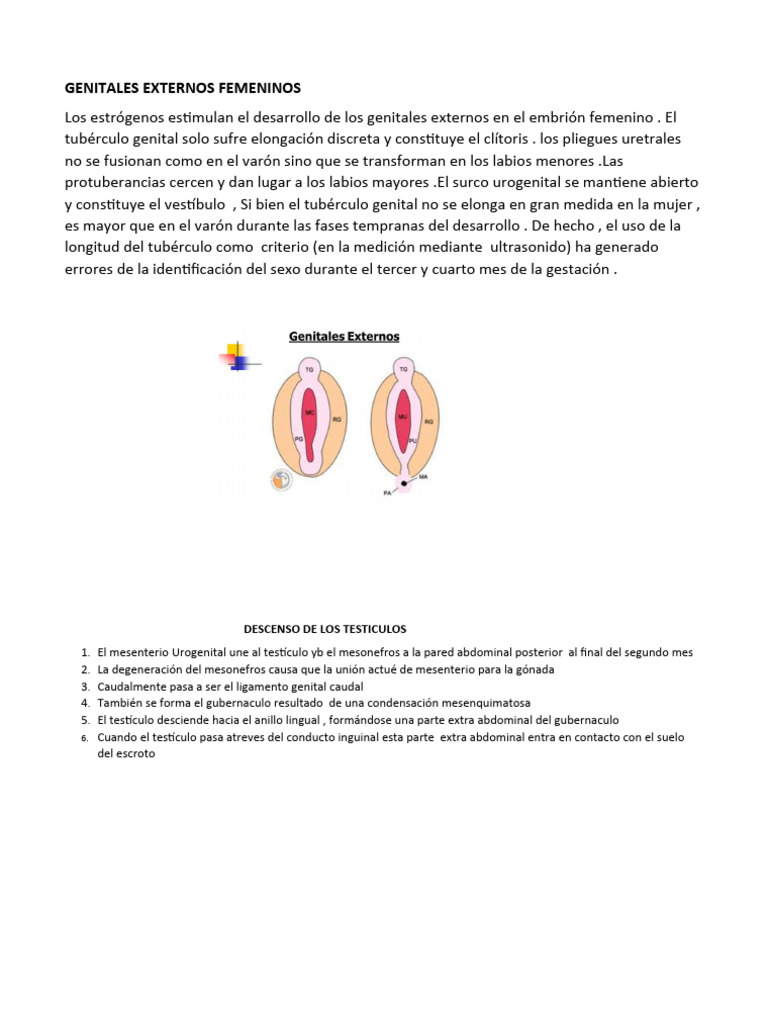 Genitales Externos Femeninos | PDF