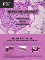 CAFE ANATOMIA Tema 03 Teixit Connectiu (I) | PDF