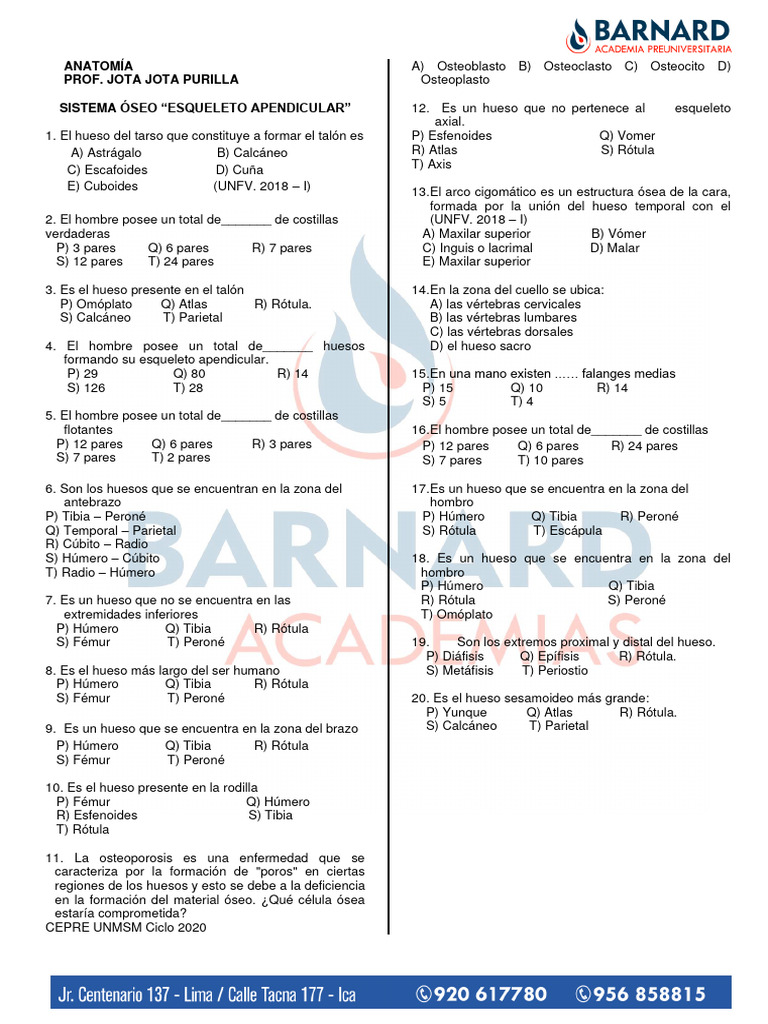Anatomía Sistema óseo Ii Pdf Hueso Sistema Esquelético