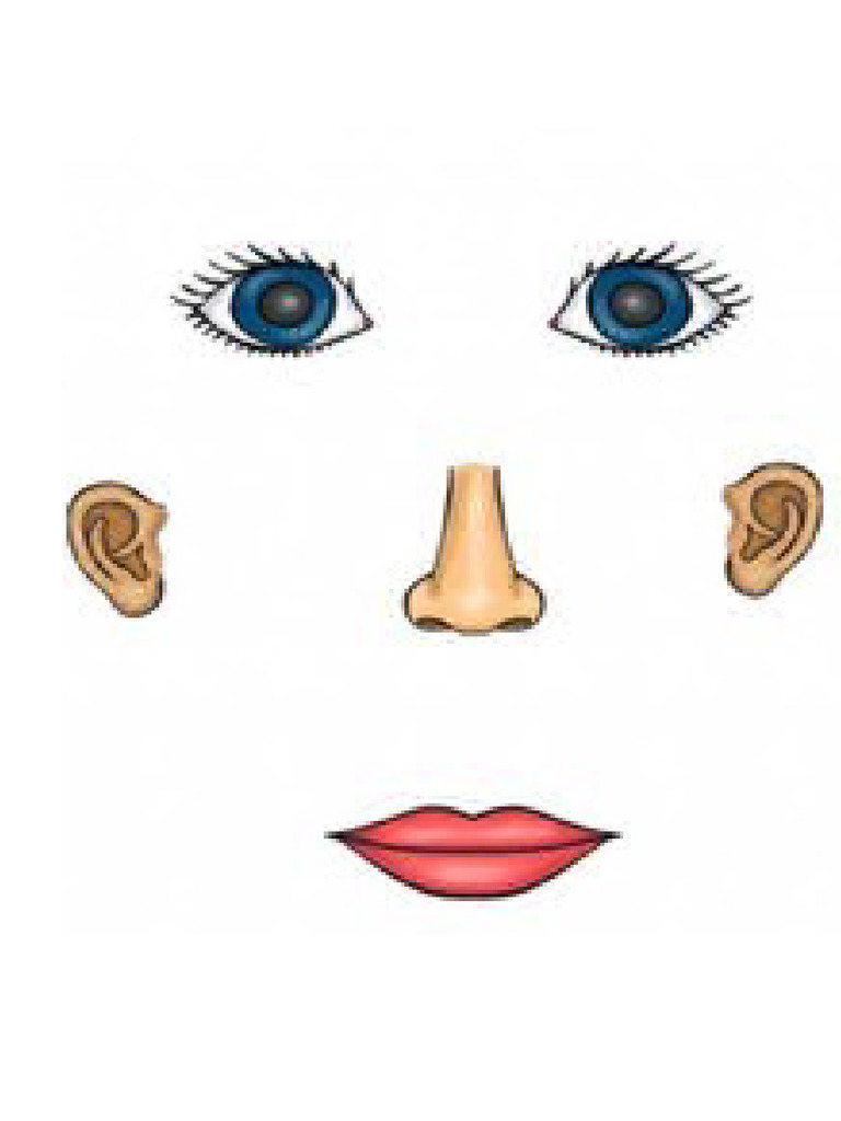 Organos de Los Sentidos | PDF