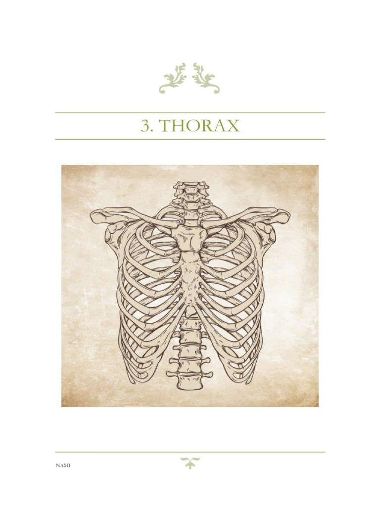 Thorax | PDF