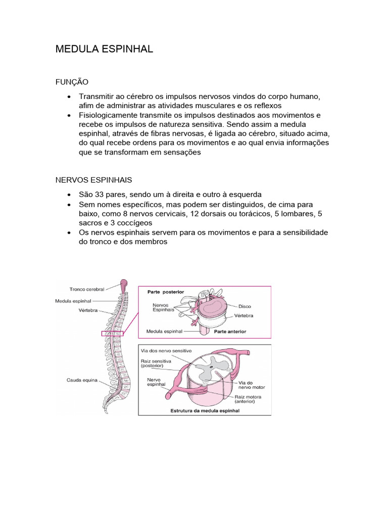 Resumo Medula Espinhal | PDF