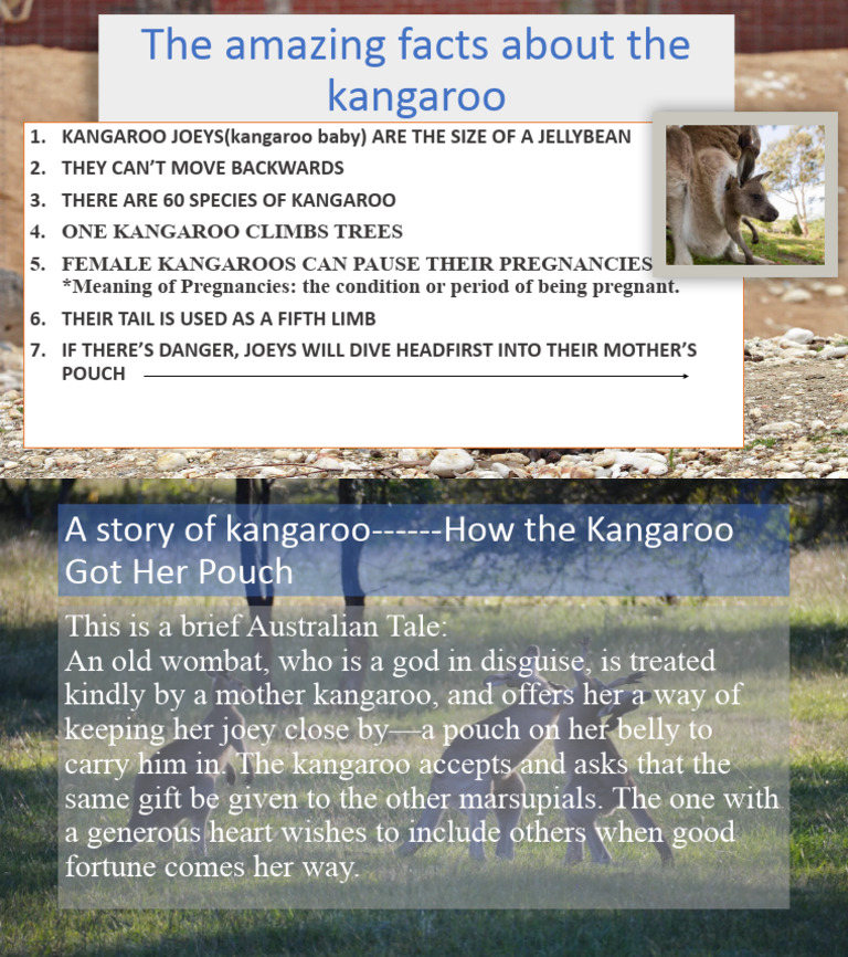 The Amazing Facts About The Kangaroo | PDF