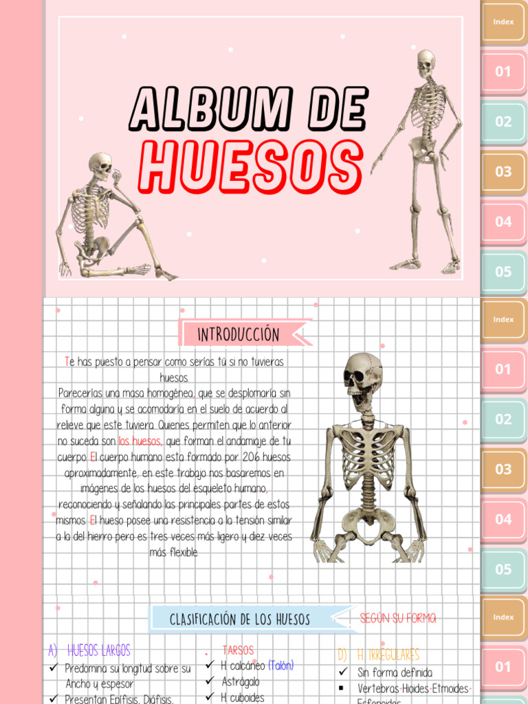 Album de Huesos PDF | PDF | Mano | Vértebra