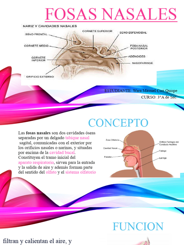 Las Fosas Nasales | PDF