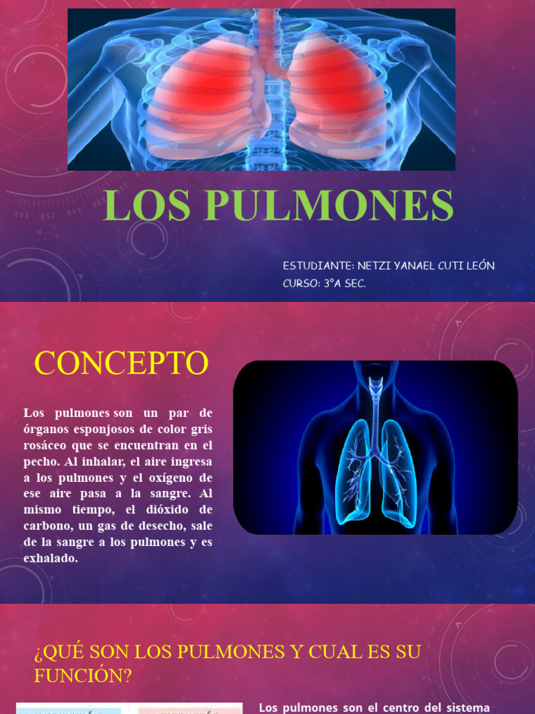 Los Pulmones | PDF | Pulmón | Respiración