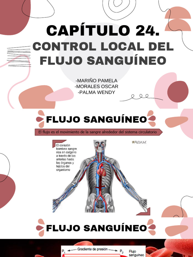 Control Local del Flujo Sanguíneo | PDF | Sistema circulatorio | Endotelio
