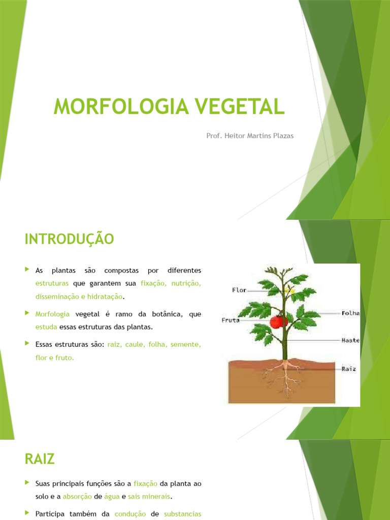 Morfologia Vegetal | PDF