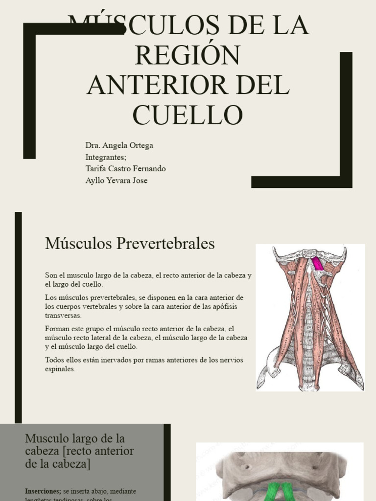 Músculos del Cuello Anterior: Guía Completa | PDF | Cabeza y cuello ...