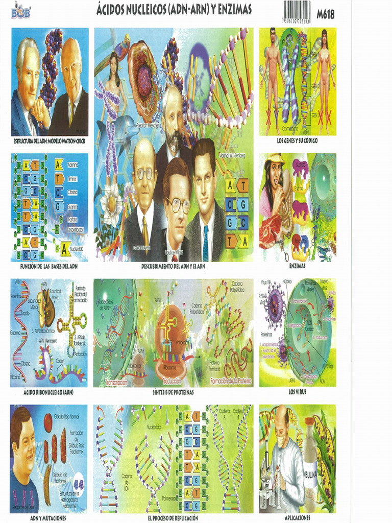 ADN y ARN | PDF
