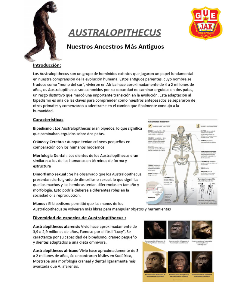 AUSTRALOPITHECUS | PDF | Evolución humana