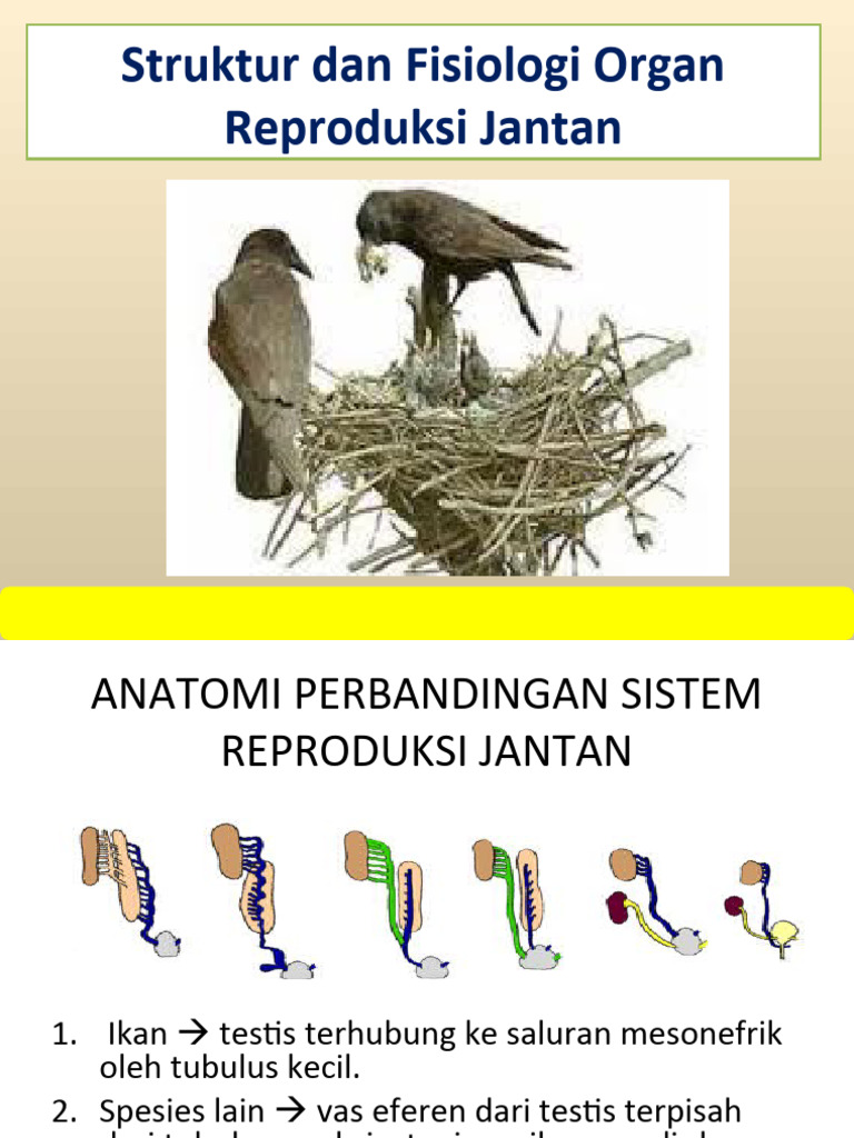 2 Struktur Dan Fisiologi Repro Jantan 2017 | PDF | Testicle | Organ ...
